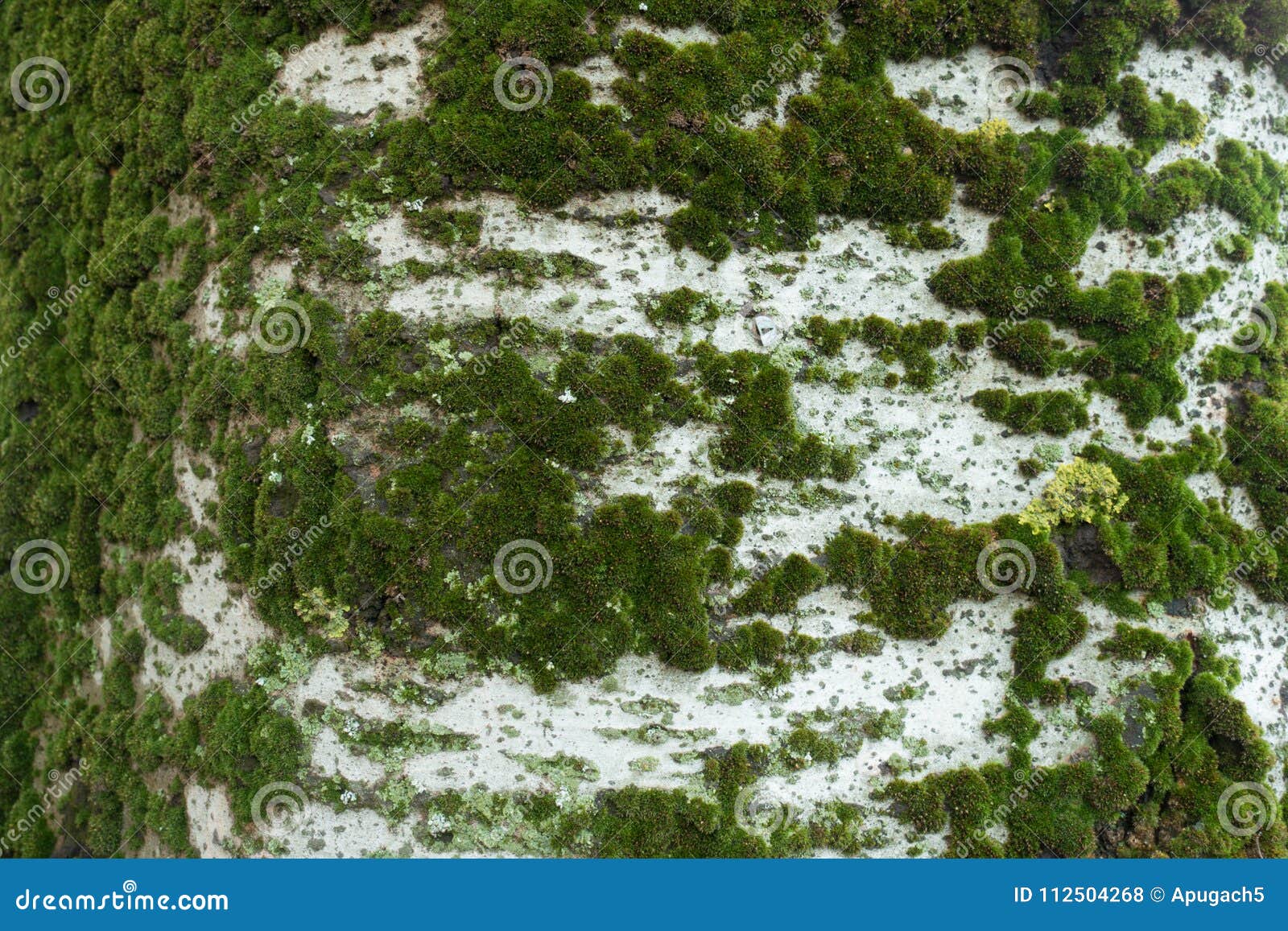 Light Bark of Silver Poplar with Moss Stock Photo - Image of relief ...