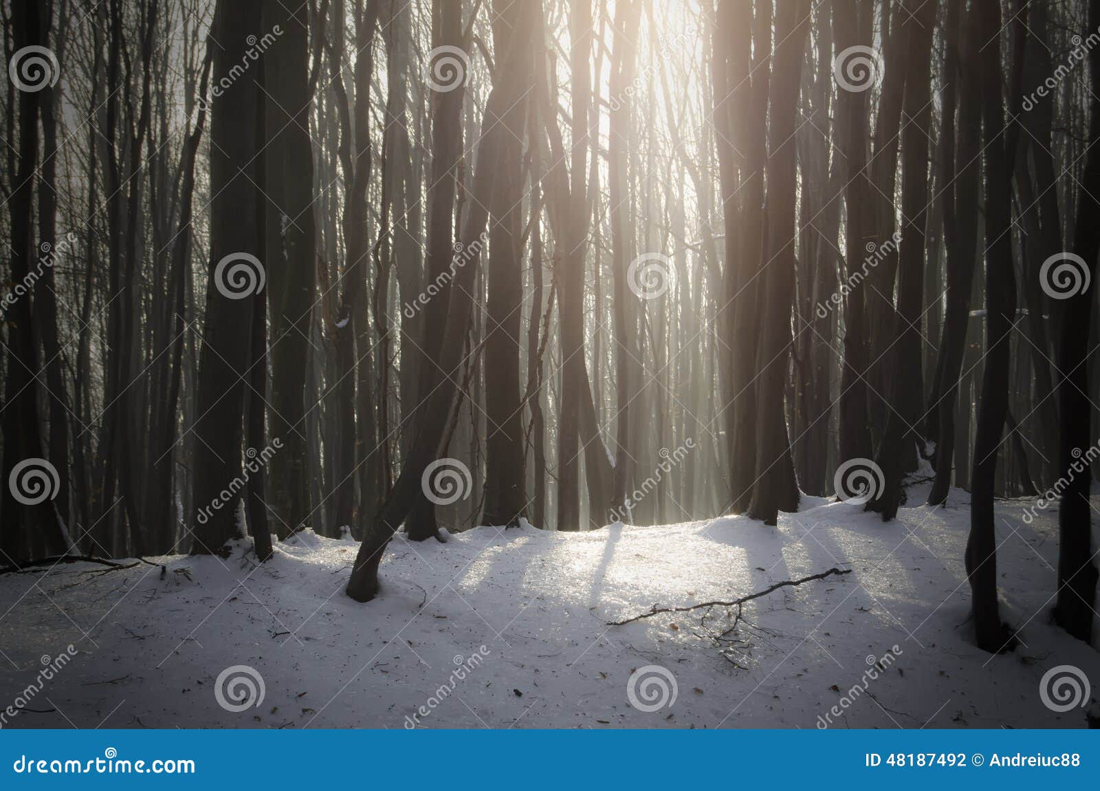Light Beam in Cold Forest with Snow Stock Photo - Image of nature ...