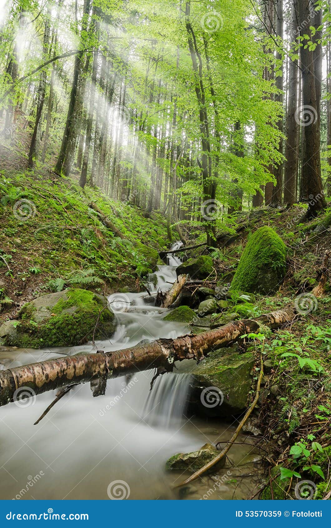 Light beam in the forest stock image. Image of forest - 53570359