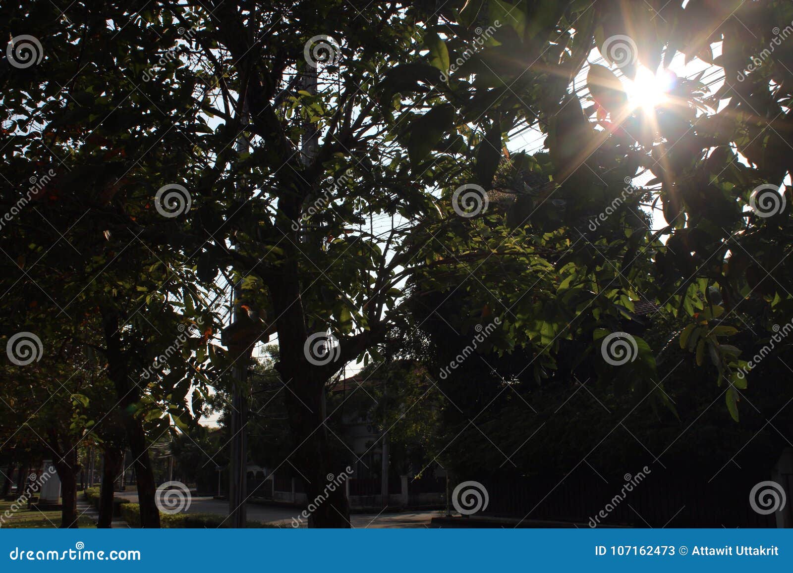 Light Beam through Tree Branches Stock Image - Image of grove, outside ...