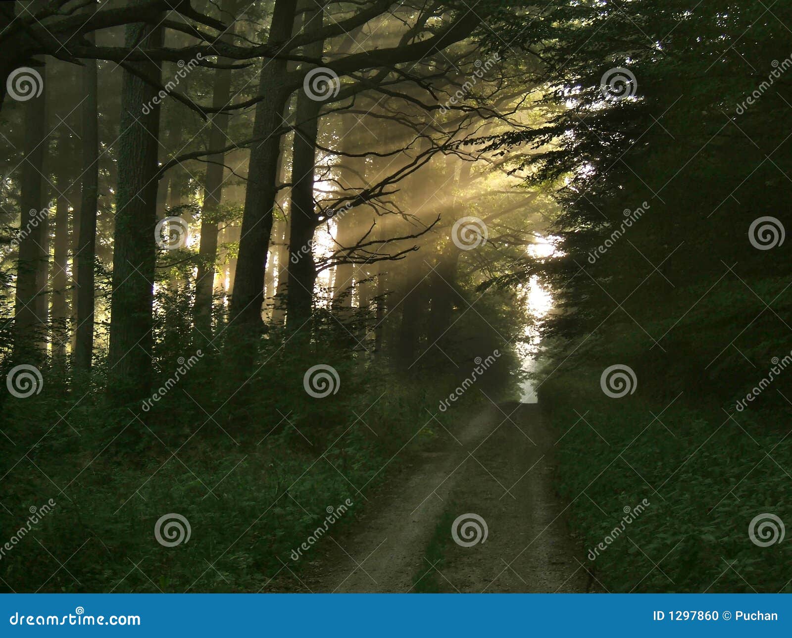 Light beams in forest stock photo. Image of lighting, beams - 1297860