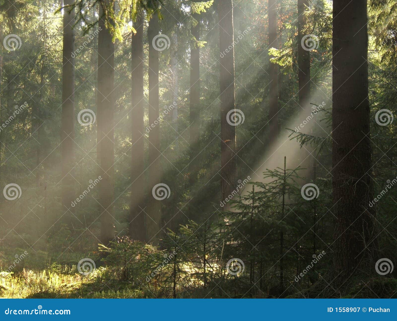 Light beams ib forest stock image. Image of green, forest - 1558907
