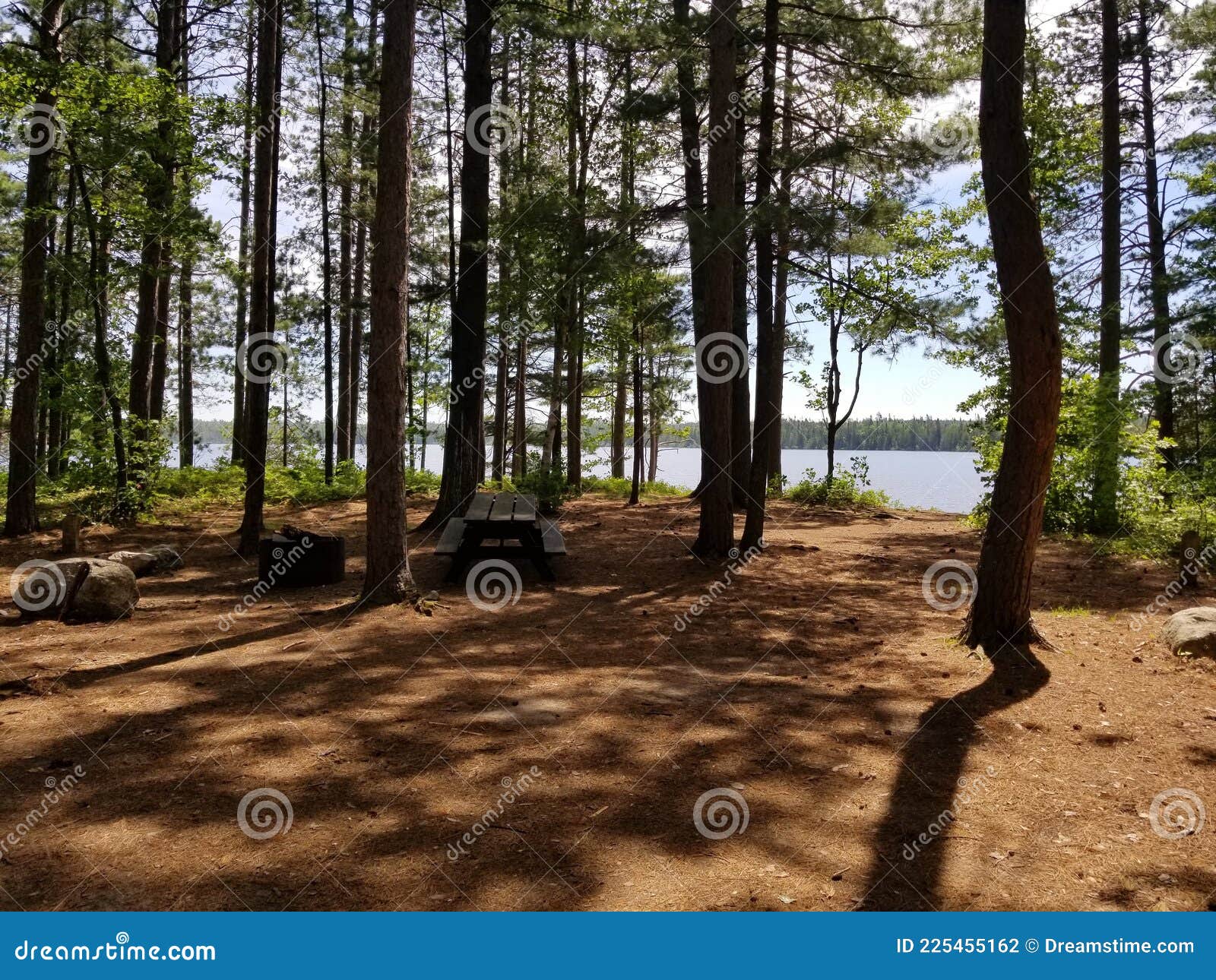 The Light behind the trees stock photo. Image of light - 225455162