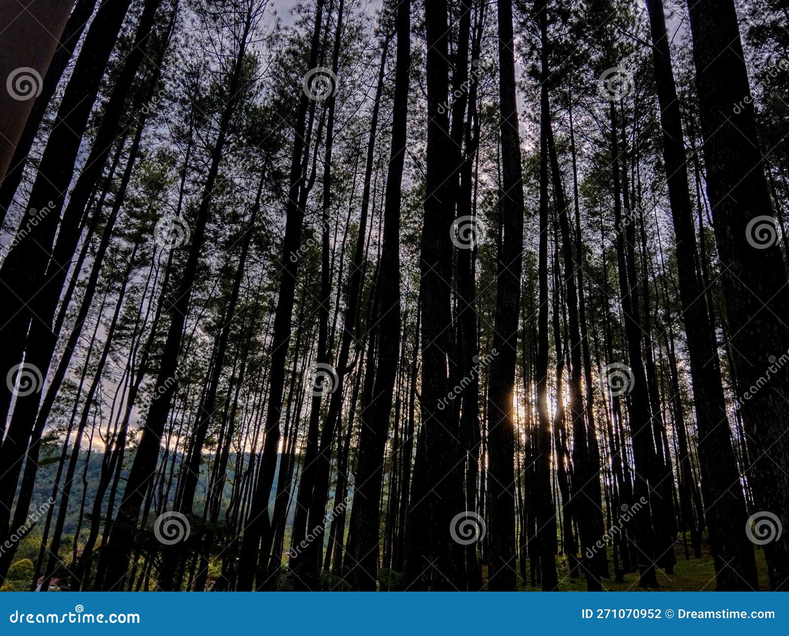 Light Behind the Trees Make Some Shadow Stock Photo - Image of woodland ...