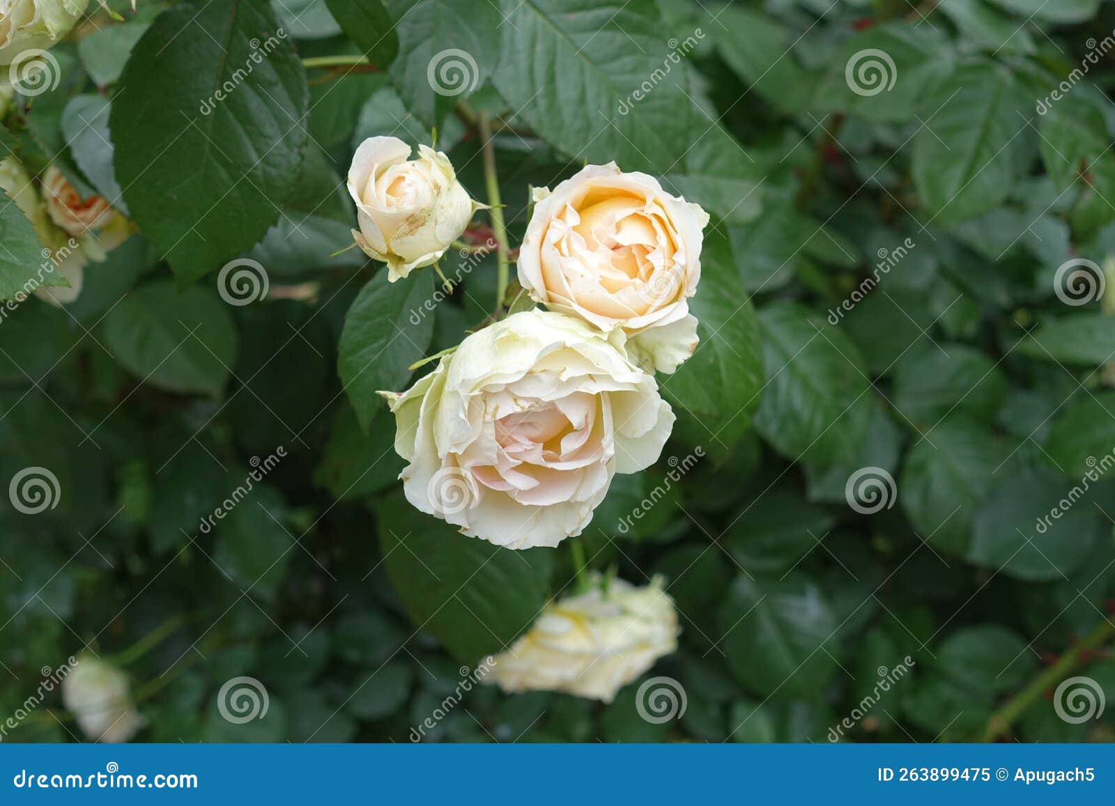 Light Beige Flowers of Roses in June Stock Image - Image of orange ...
