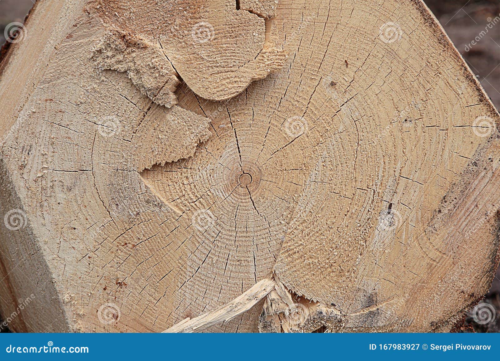 Light Beige Tree Trunk Close-up with Growth Rings and Lines Background ...