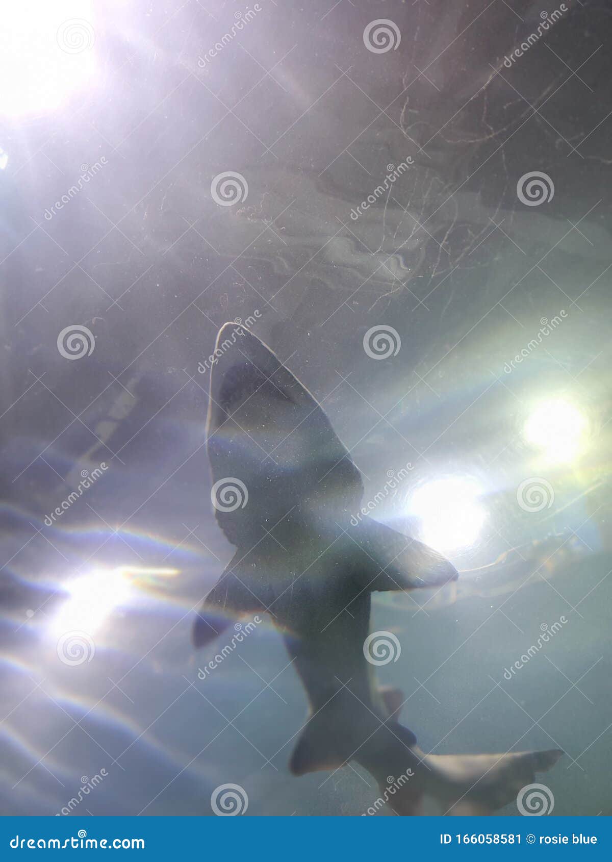 Light below stock image. Image of deep, shark, light - 166058581