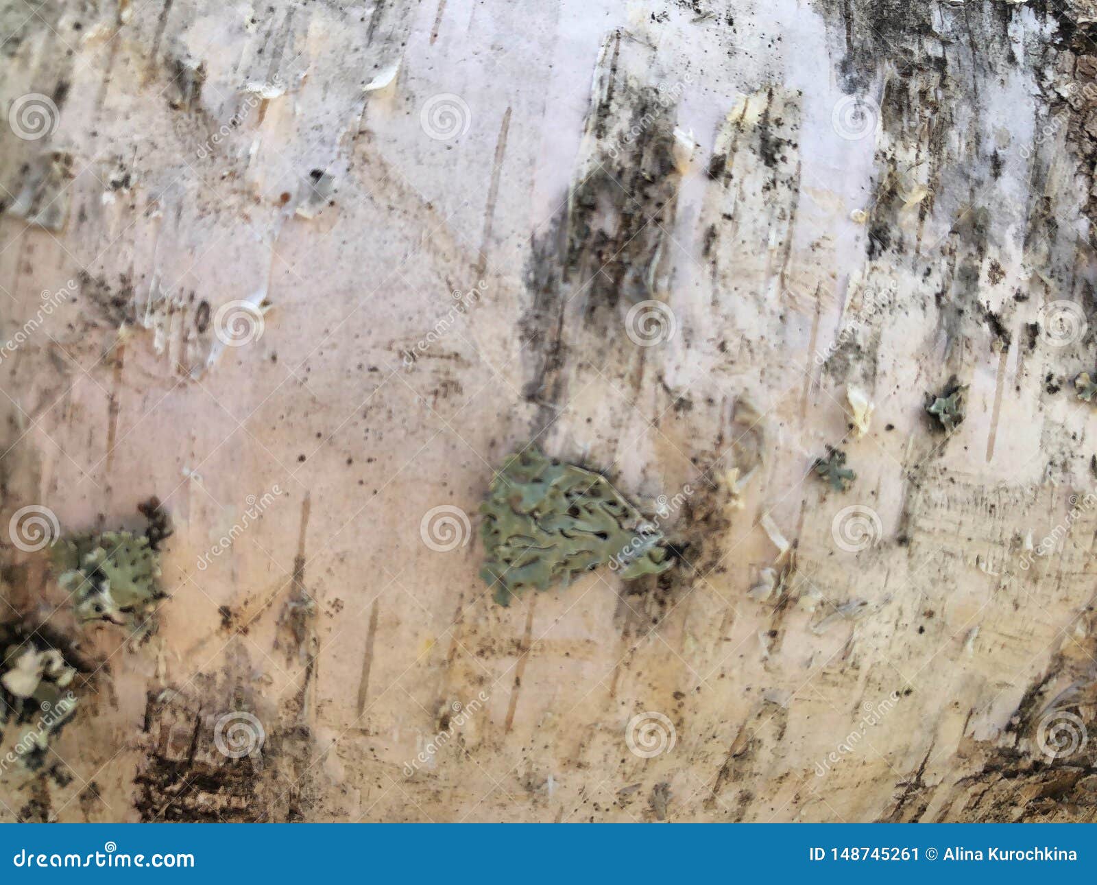 Light Birch Bark Texture for Background Presentation Stock Image ...