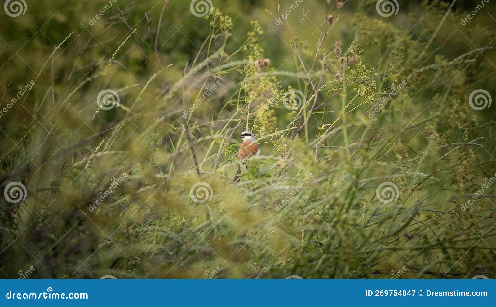 Light Bird Sits on the Grass among the Meadow Stock Image - Image of ...