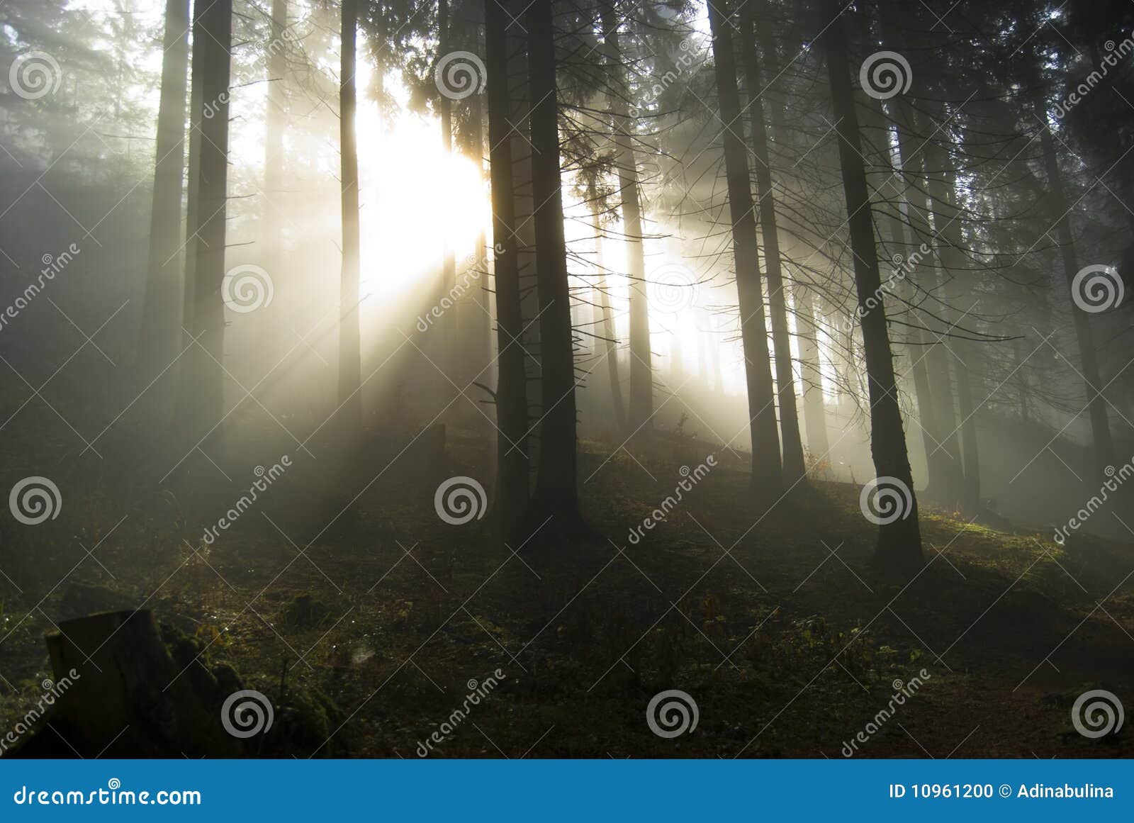 Light blast stock photo. Image of plants, country, green - 10961200