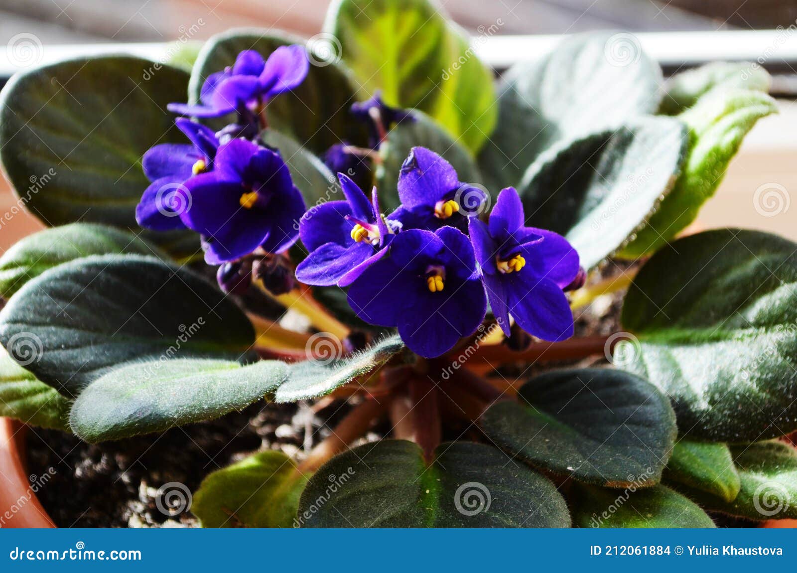 Light Blue African Violet with Green Leaves Stock Photo - Image of ...