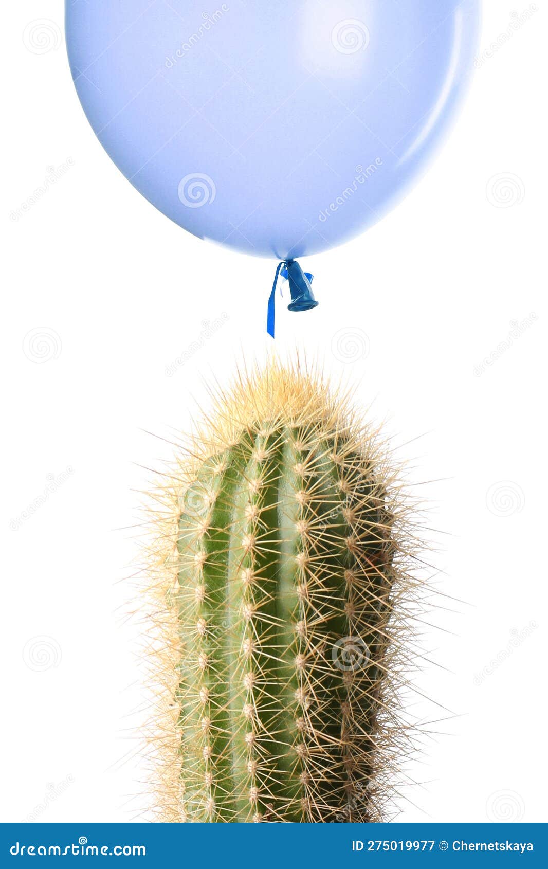 Light Blue Balloon Over Cactus on White Background Stock Image - Image ...