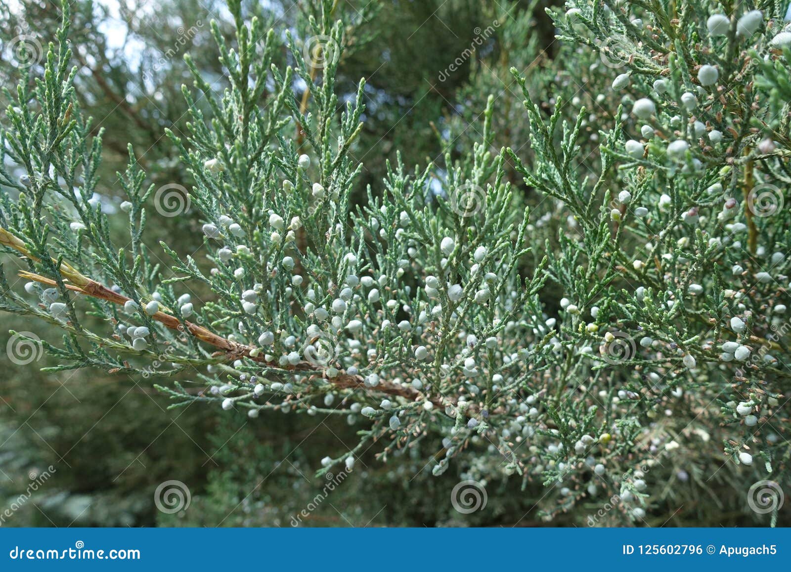 Light Blue Berries on Branch of Pfitzer Juniper Stock Photo - Image of ...