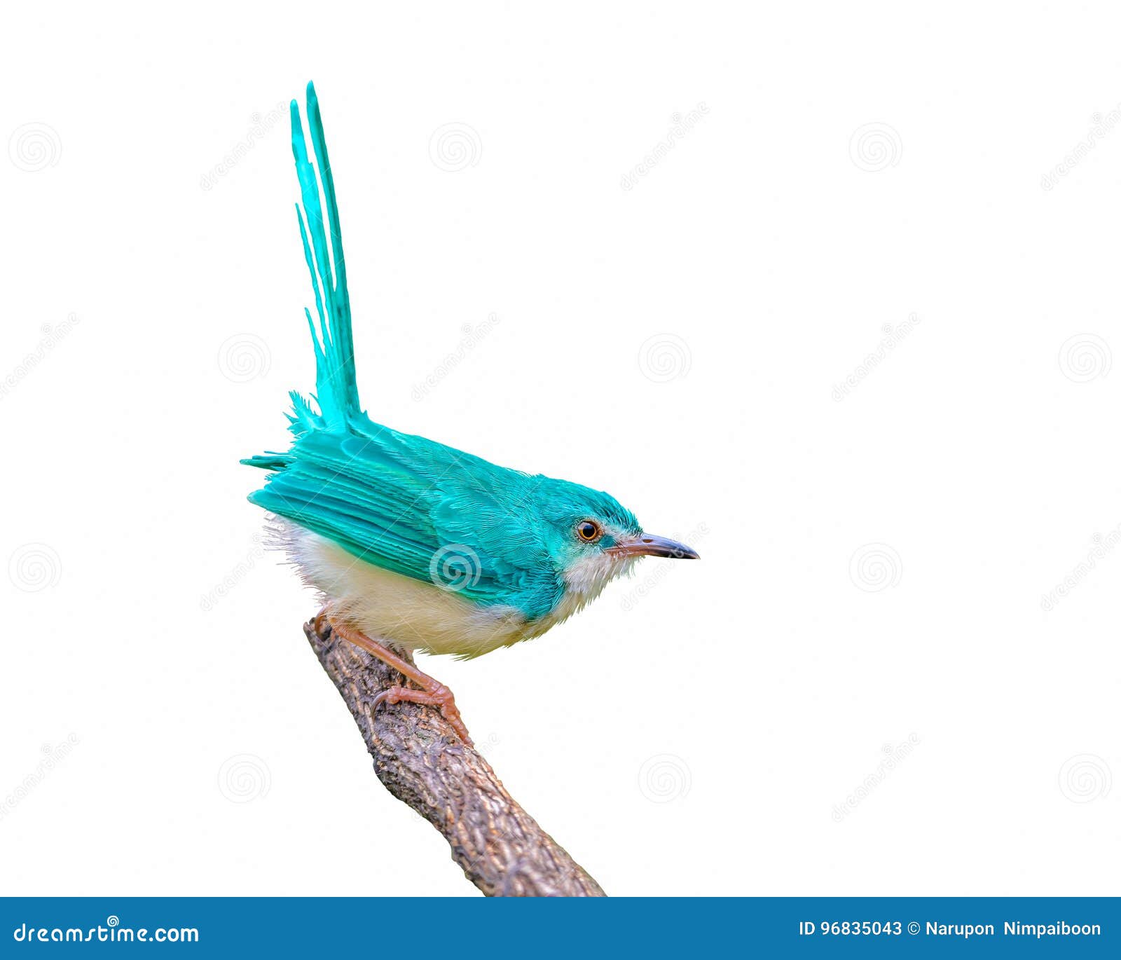 Light blue bird on branch. stock image. Image of bird - 96835043