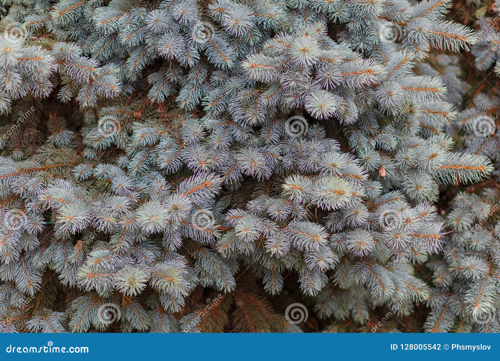 Light Blue Branches of Slender Young Fur-tree. New Year Tree Stock ...