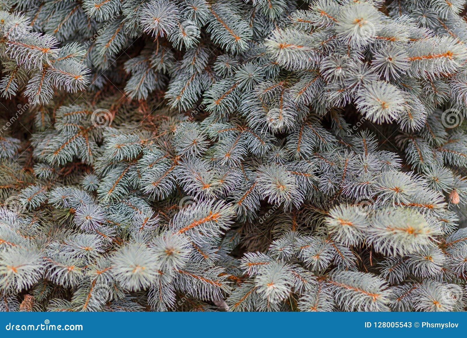 Light Blue Branches of Slender Young Fur-tree. New Year Tree Stock ...