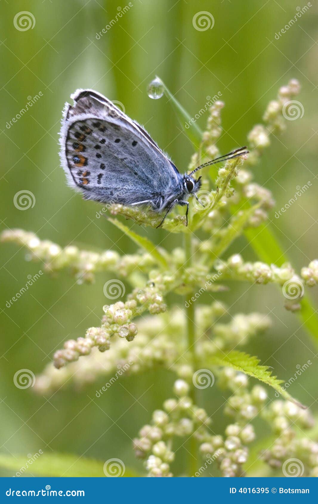 The light-blue butterfly. stock image. Image of moth, leaf - 4016395