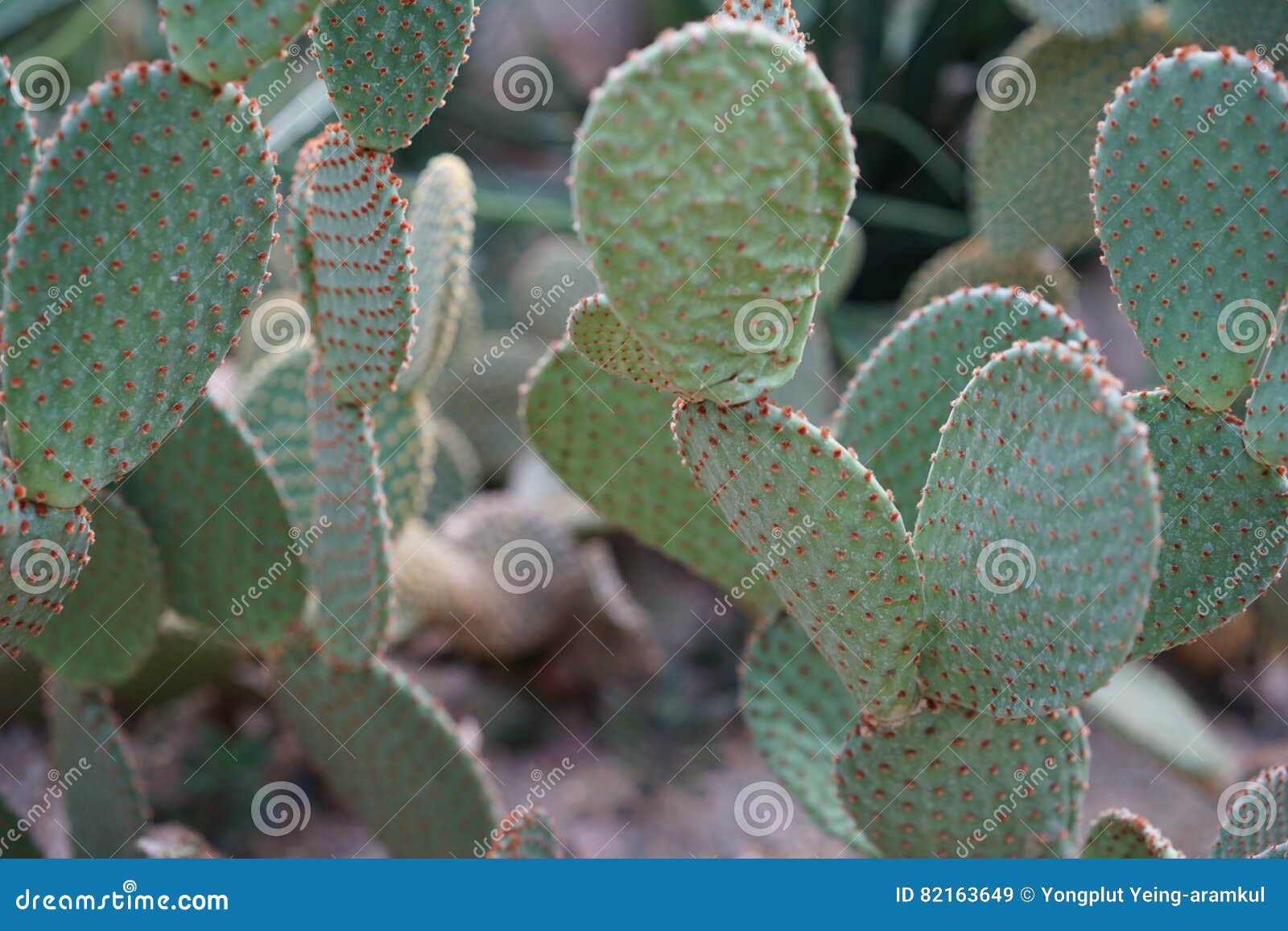 Light blue cactus stock image. Image of blue, plants - 82163649