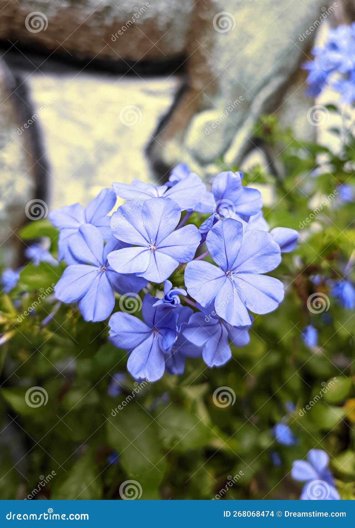 Light Blue Colour Flower in the Garden Stock Photo - Image of blue ...