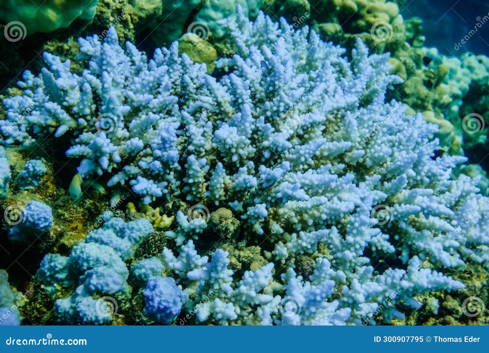 Light Blue Corals during Diving in the Red Sea Stock Image - Image of ...