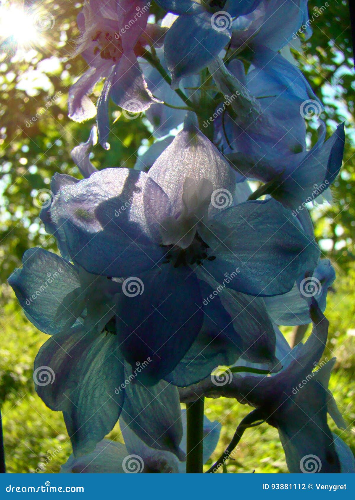 Light Blue Delphinium Flower Stock Photo - Image of plant, outdoor ...