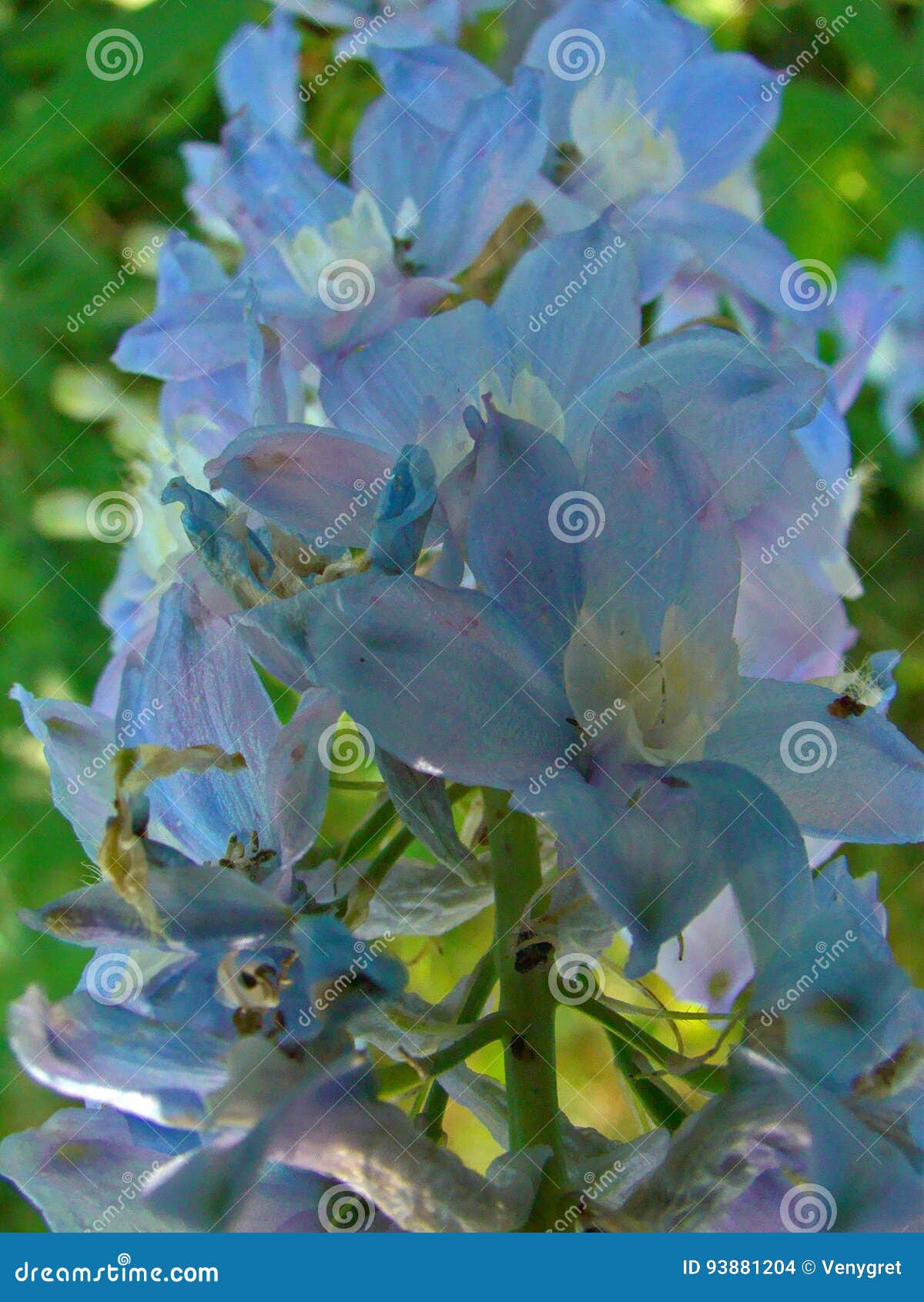 Light Blue Delphinium Flower Stock Photo - Image of park, nature: 93881204
