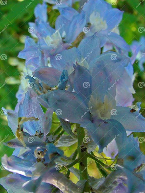 Light Blue Delphinium Flower Stock Photo - Image of park, nature: 93881204