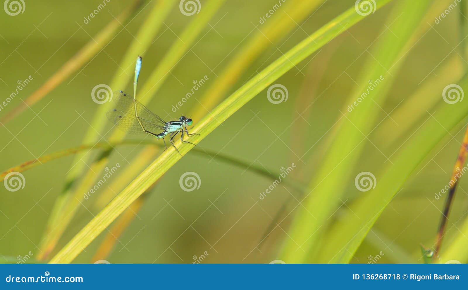 Light Blue Dragonfly Resting on a Stem of Grass Stock Photo - Image of ...