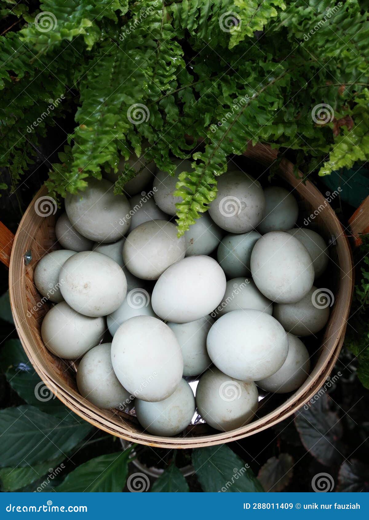 Light Blue Duck Eggs are Placed in a Brown Basket with Green Leaves ...