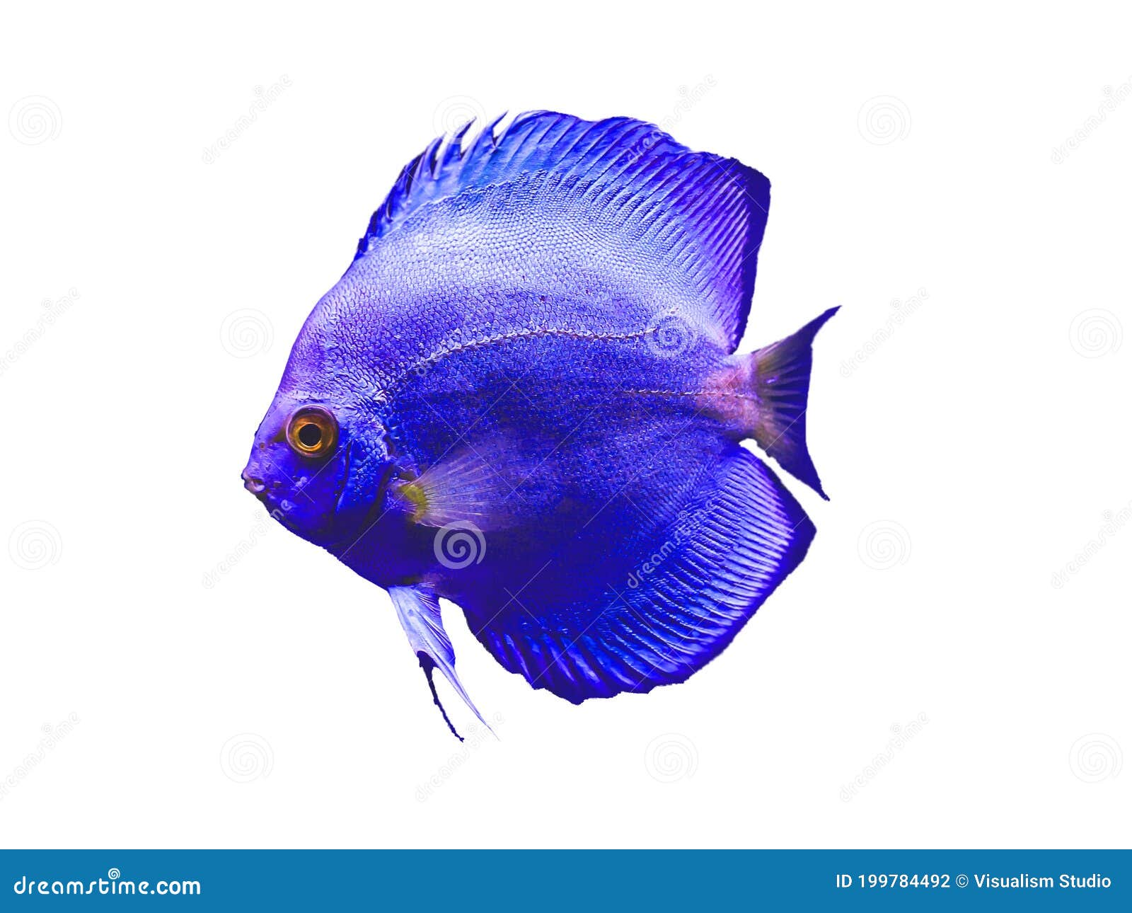 Light Blue Fish Beautiful Exotic Tropical Sea Fish and Snapper Fish on ...