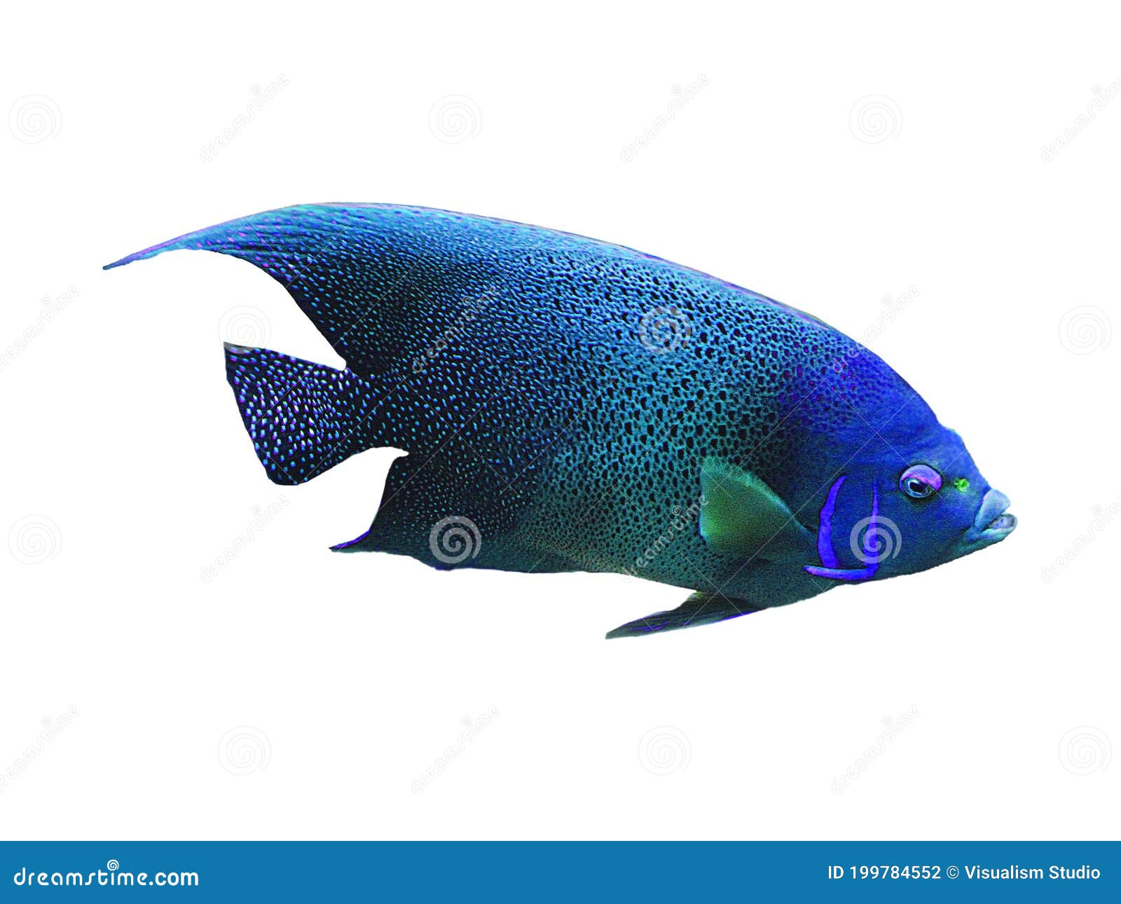 Light Blue Fish Beautiful Exotic Tropical Sea Fish and Snapper Fish on ...