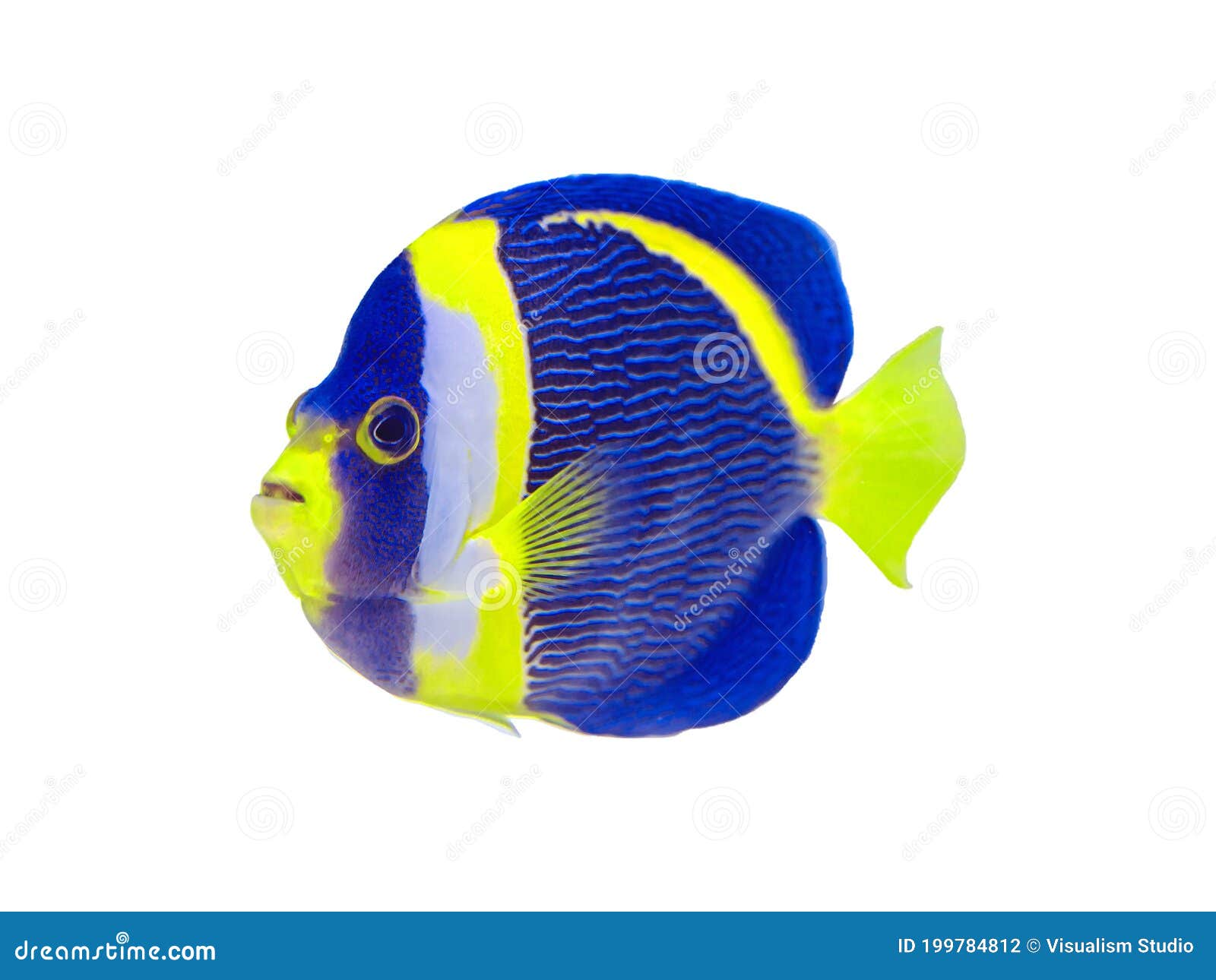 Light Blue Fish Beautiful Exotic Tropical Sea Fish and Snapper Fish on ...