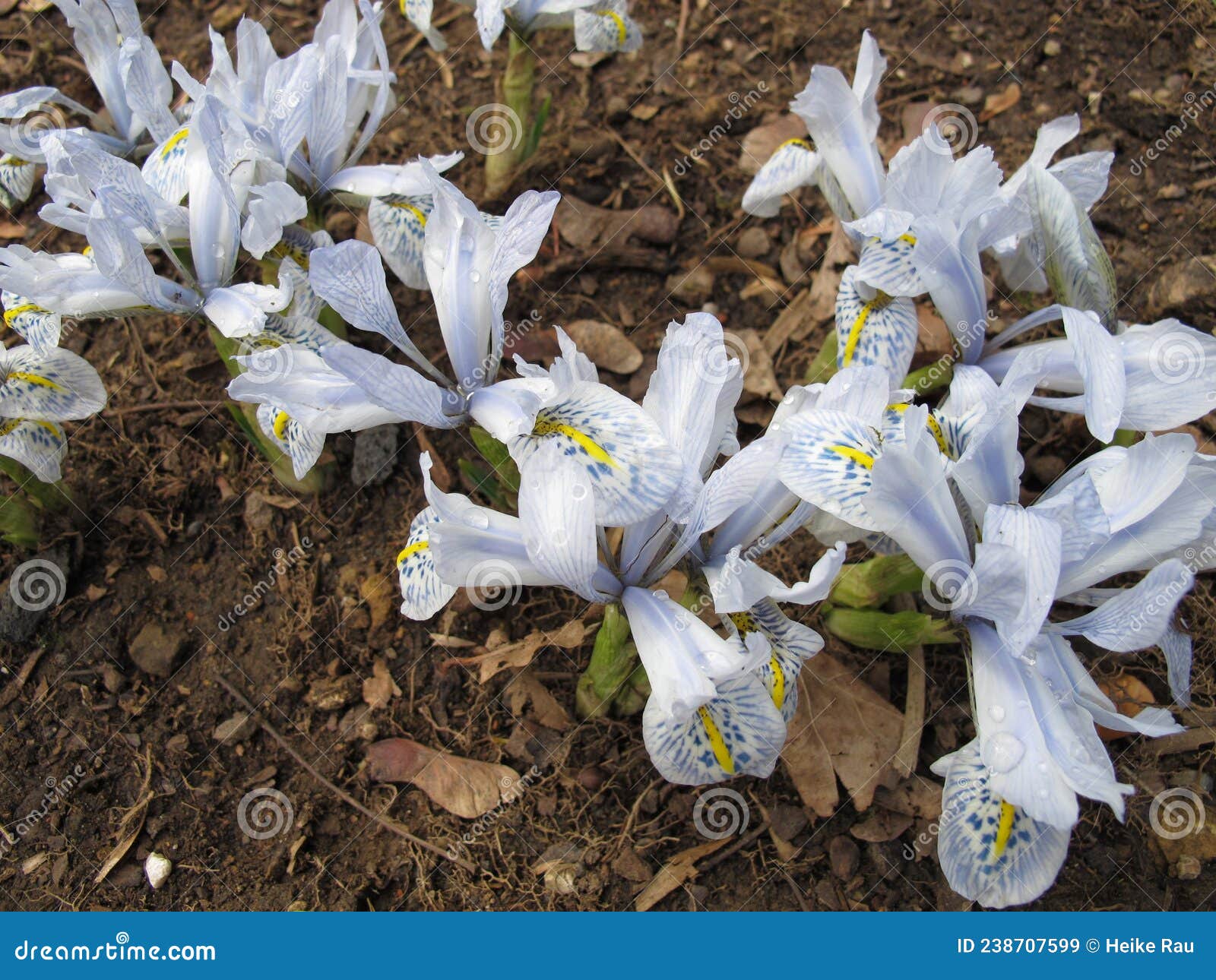 Light Blue Flowering Barbary Nut in Spring Stock Image - Image of blue ...