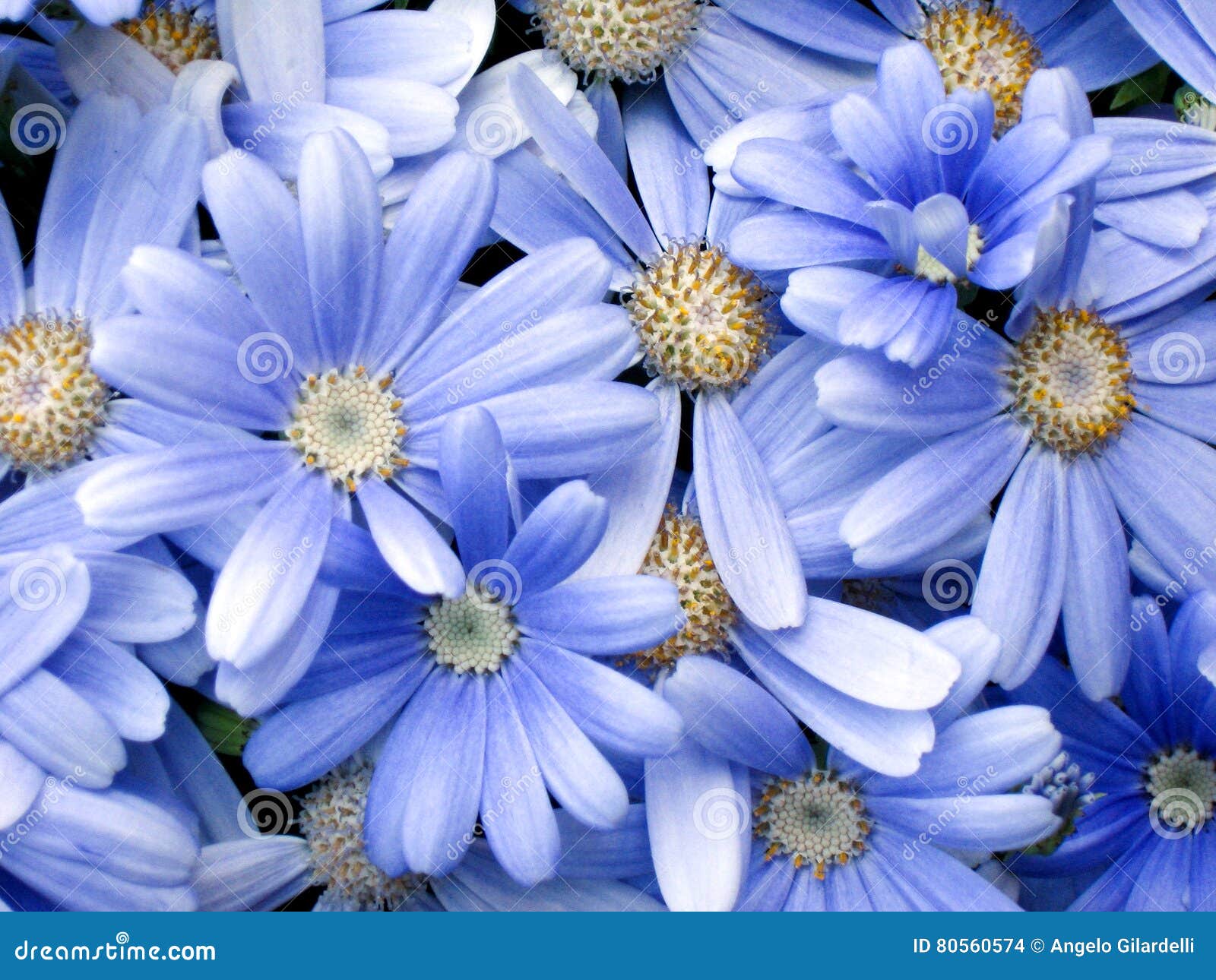 Light blue flowers stock photo. Image of blue, nature - 80560574