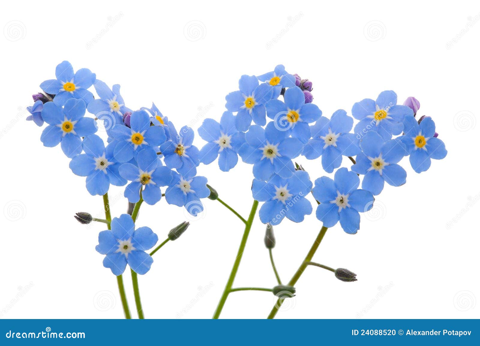 Light blue forget-me-nots stock photo. Image of stem - 24088520