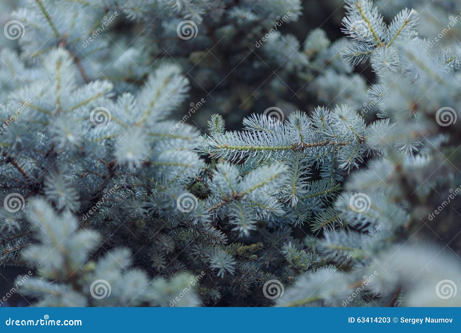 Light blue fur-tree stock image. Image of cover, leaf - 63414203