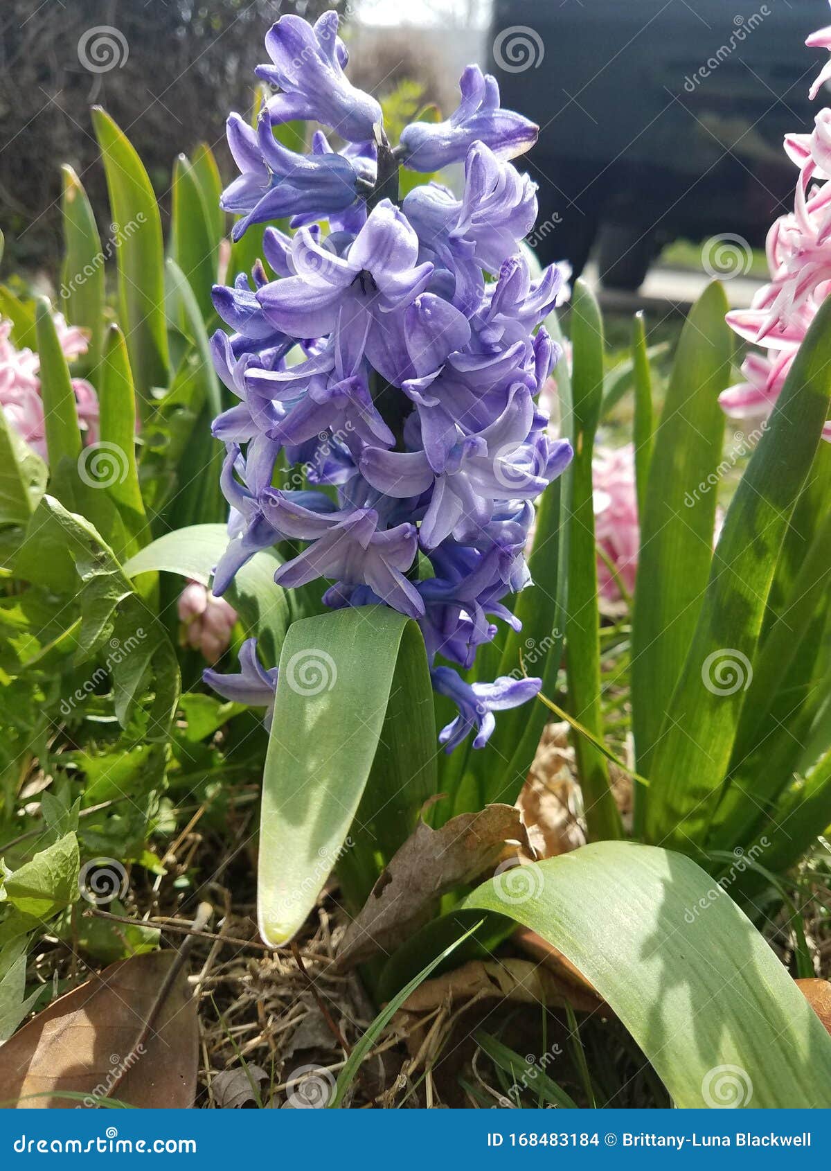 Light Blue Gladiolus stock photo. Image of light, gladiolus - 168483184
