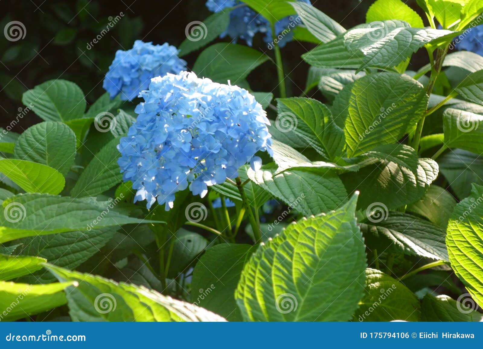 Light Blue Hydrangea Flower Stock Photo - Image of plant, light: 175794106