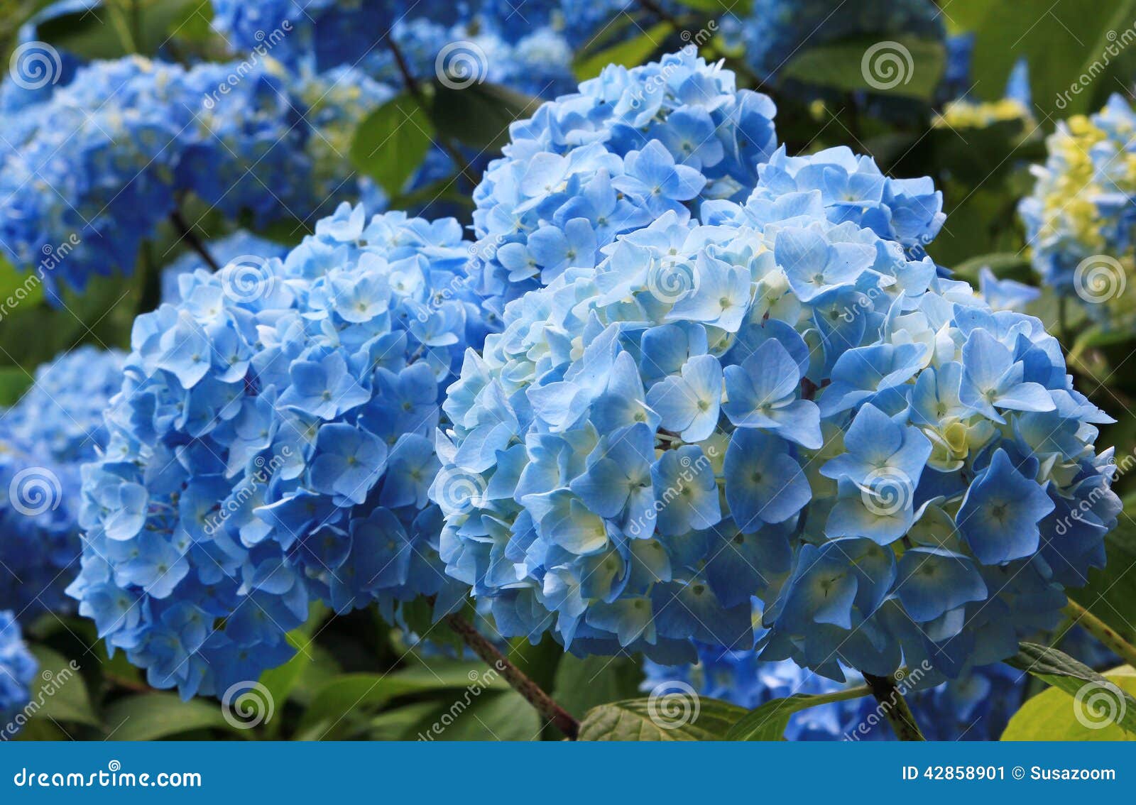 Light Blue Hydrangea Flowers in the Garden Stock Image - Image of fragrance, hydrangea: 42858901