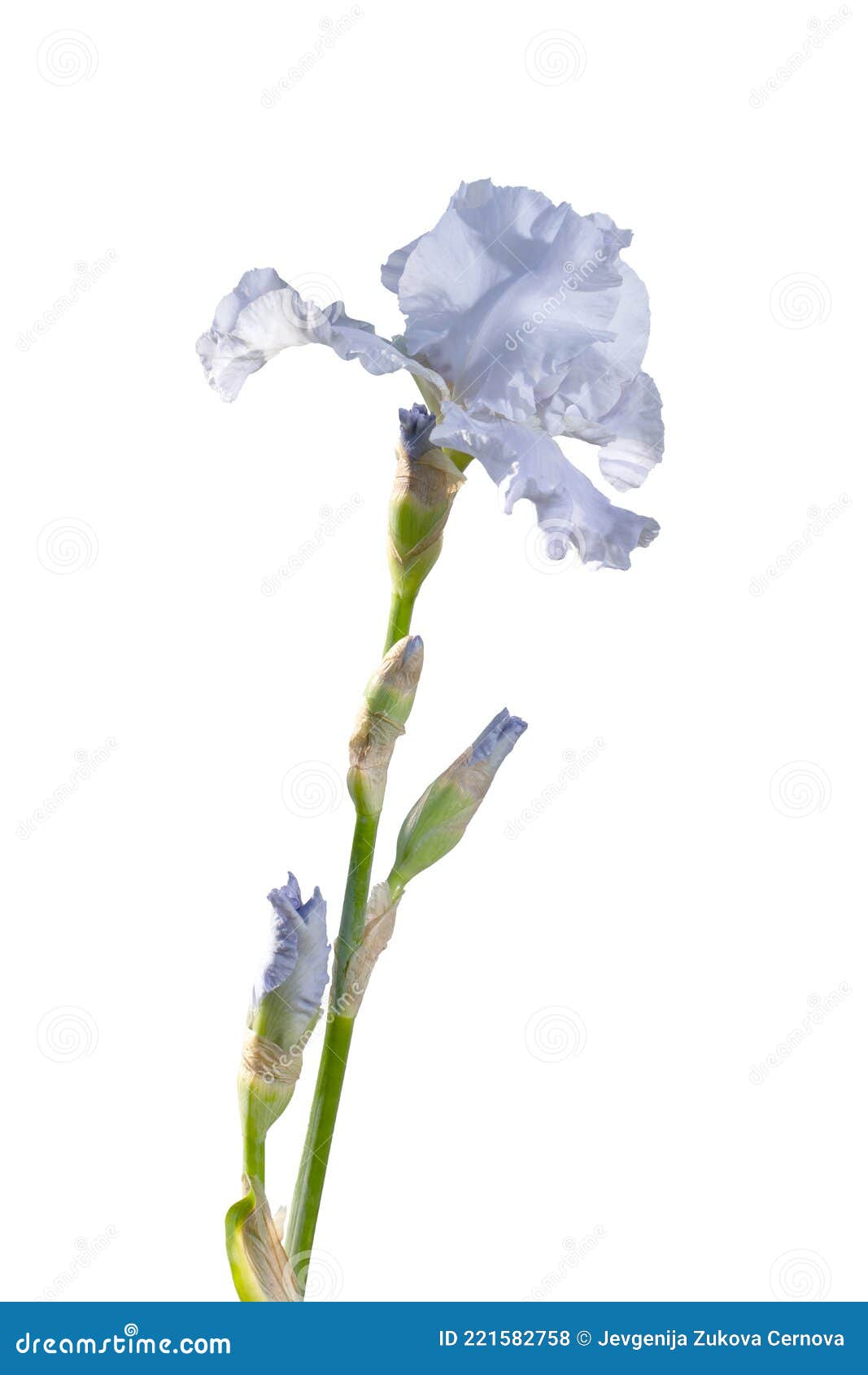 Light Blue Iris Isolated on White Background. Stock Photo - Image of ...