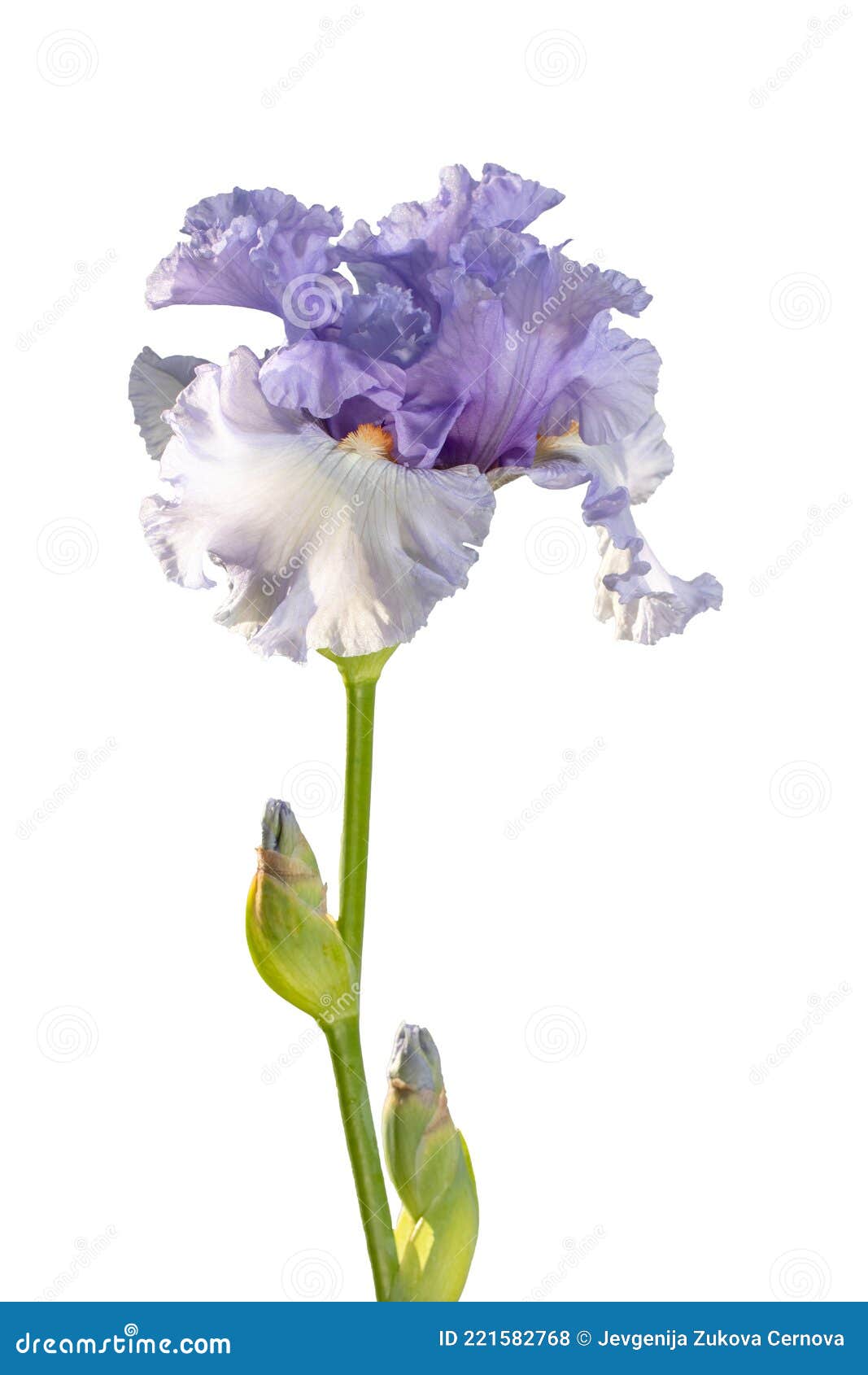 Light Blue Iris Isolated on White Background. Stock Photo - Image of ...