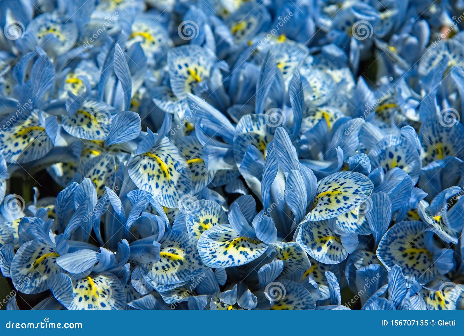 Light blue irises stock image. Image of flora, color - 156707135