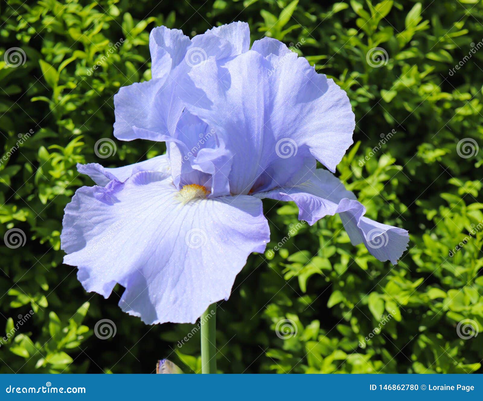 Lavender Iris Closeup Exposes Its Pure Beauty Stock Photo - Image of ...