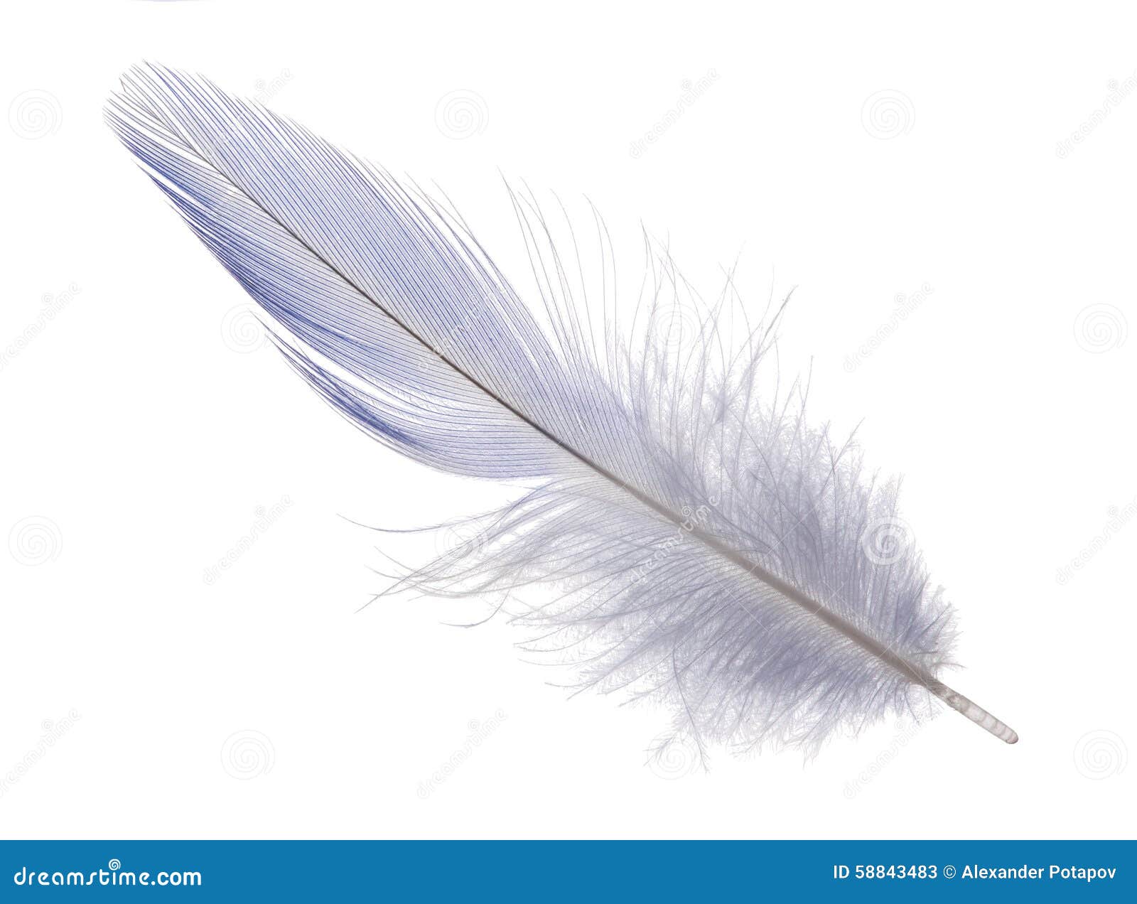 Light Blue Long Feather on White Background Stock Image - Image of ...