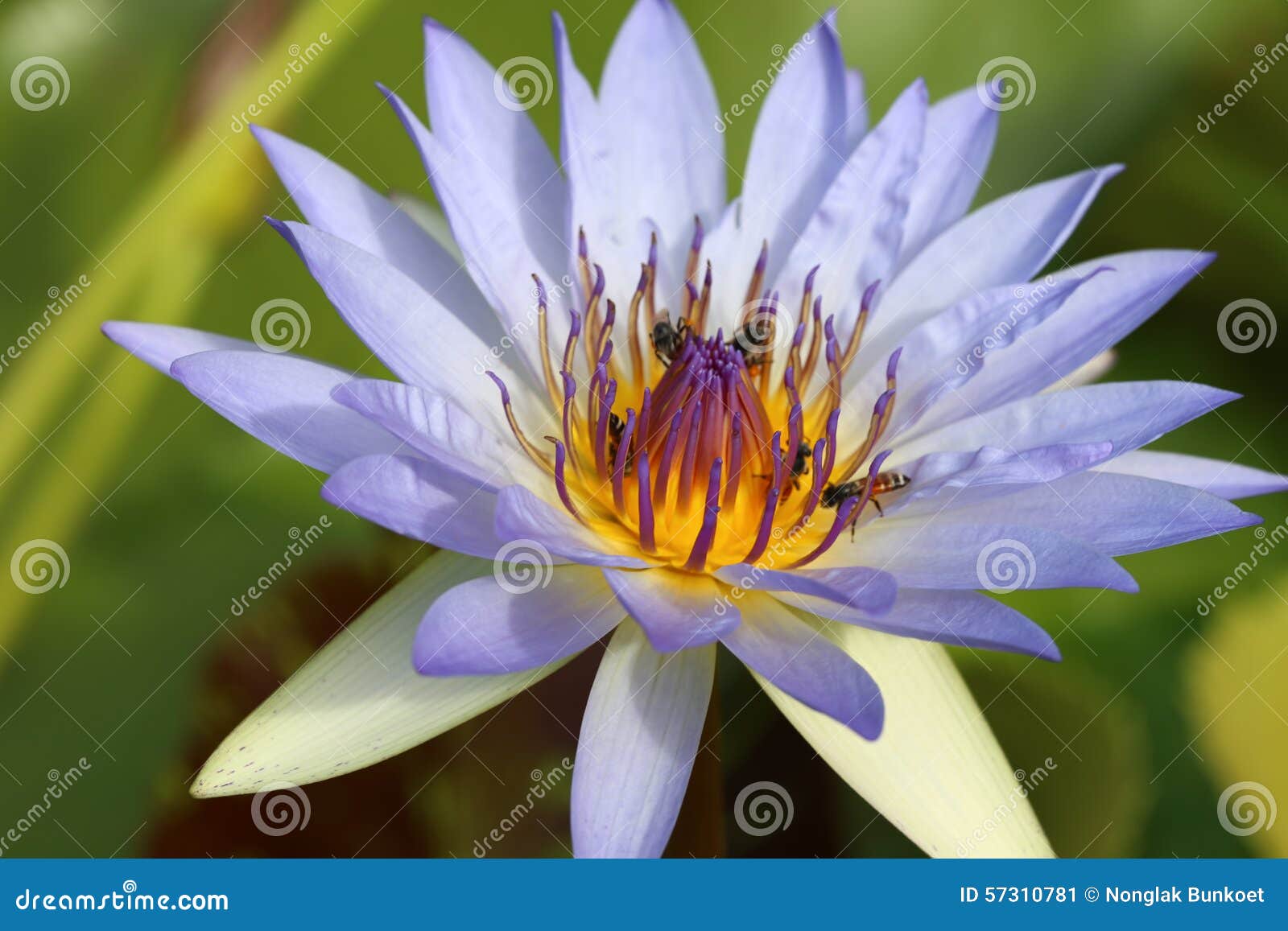 Light blue lotus stock image. Image of beauty, aquatic - 57310781