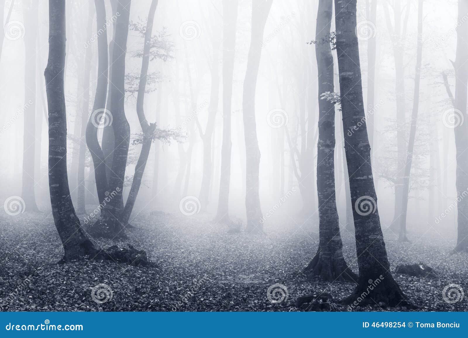 Light and Blue Mist in the Forest Stock Photo - Image of foggy, blue ...