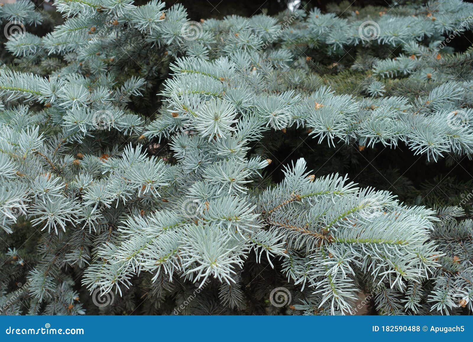 Light Blue Needles on Branches of Picea Pungens Stock Photo - Image of ...
