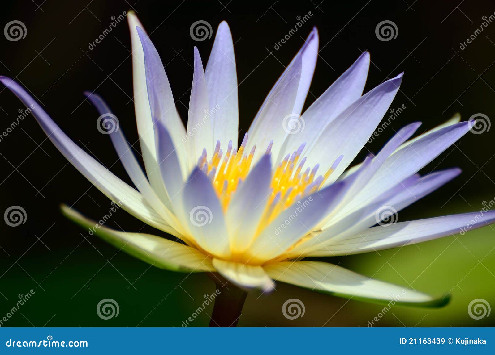 Light-blue Nymphaea stock image. Image of petal, yellow - 21163439