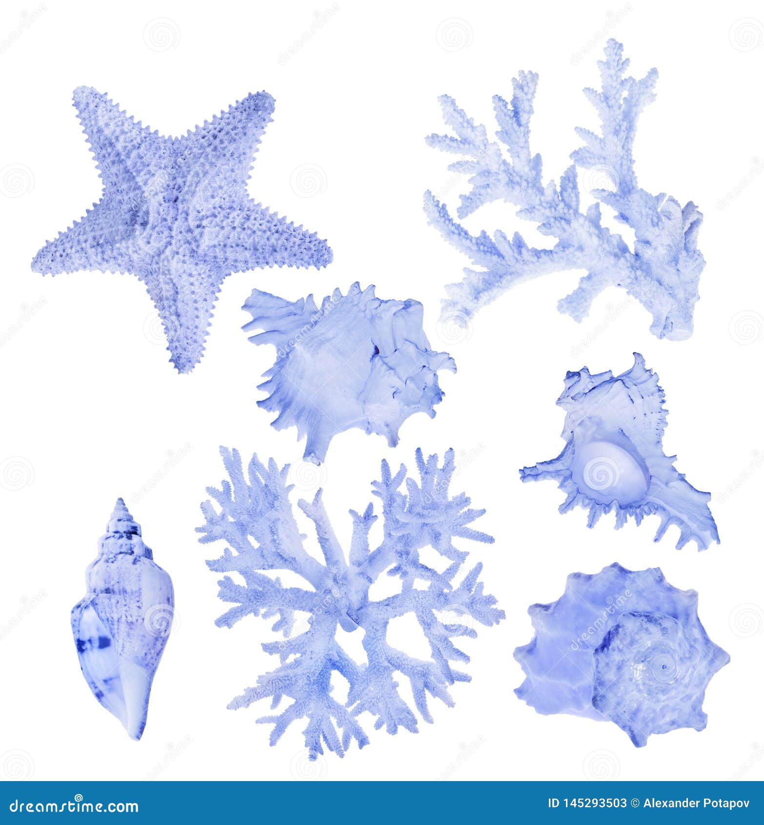 Light Blue Sea Shell Animals Collection Stock Image - Image of ...