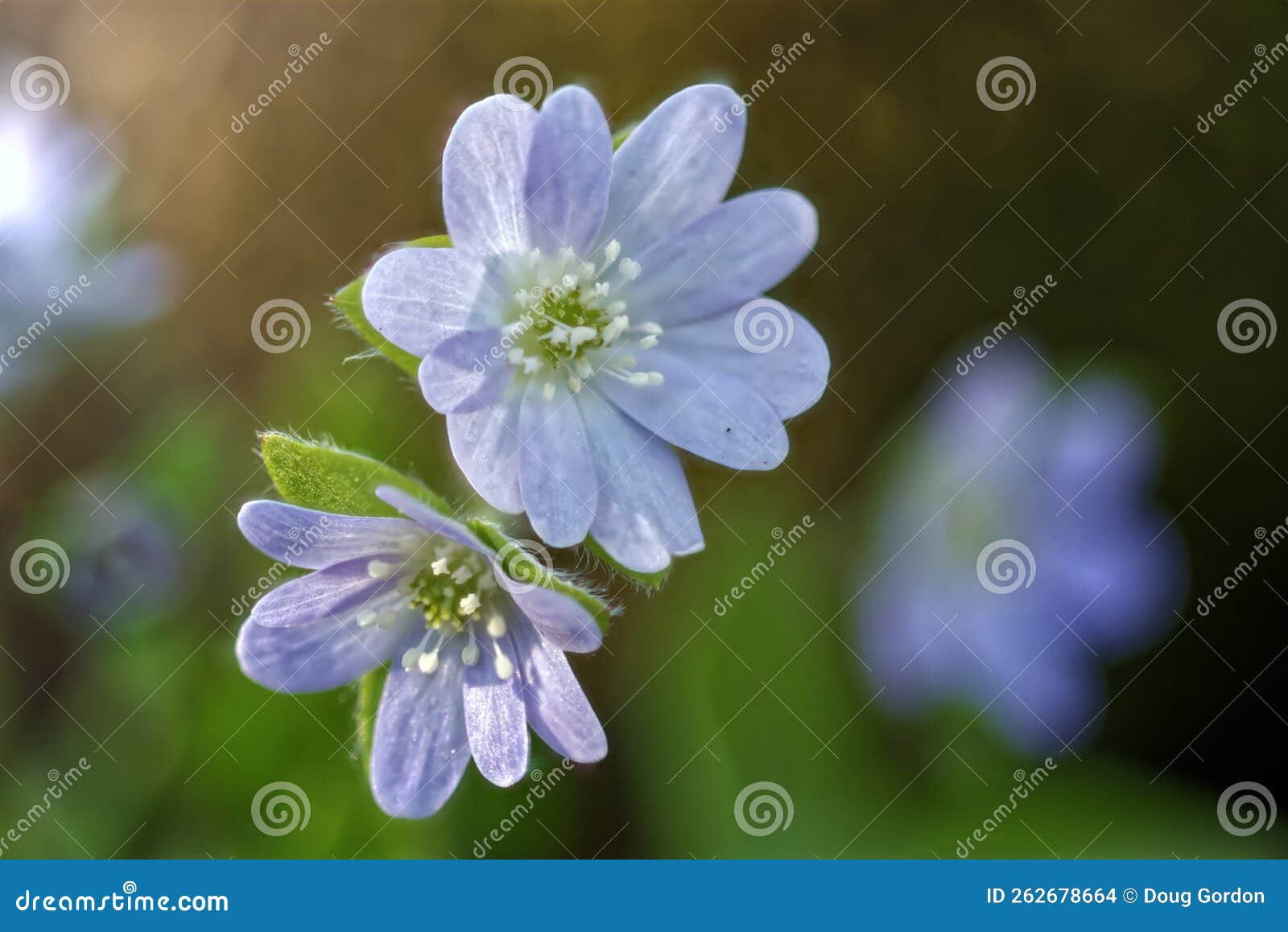 Light Blue Sharp-lobed Hepatica Hepatica Acutiloba Blooms. Stock Photo ...